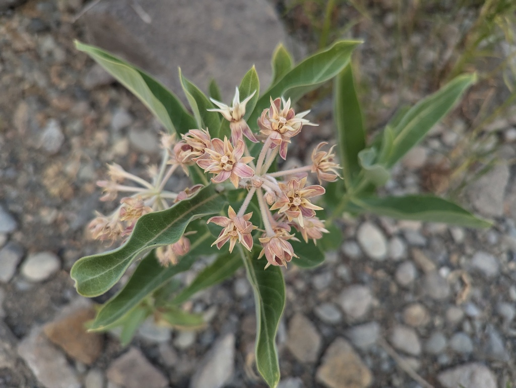 showy milkweed in July 2024 by Ryan Sorrells · iNaturalist
