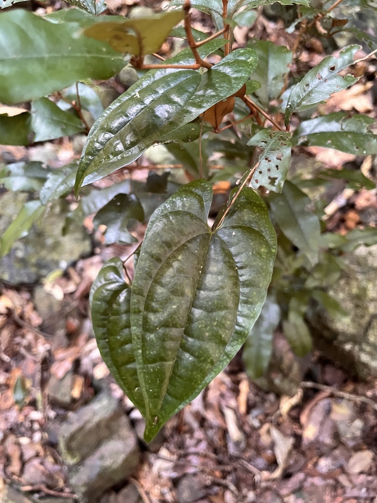 Common Yam Vine from Amama Walking Tk, Amamoor Creek, QLD, AU on July 23, 2024 at 12:40 PM by ...