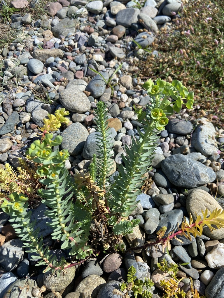 Sea Spurge from Dinas Dinlle, Caernarfon, Wales, GB on July 23, 2024 at ...