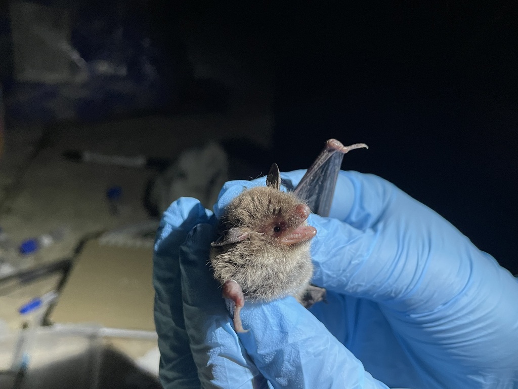 Eastern water bat from Kuril'skiy rayon, Sakhalin, Russia on July 20 ...