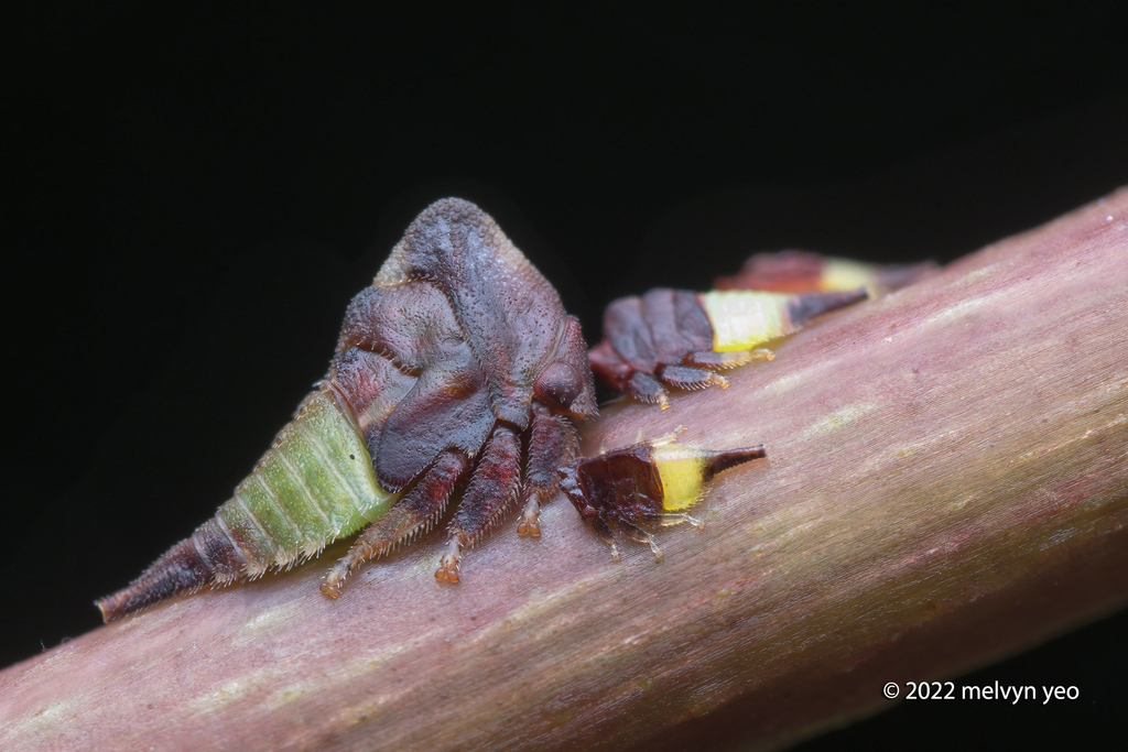 Gargara rubrogranulata in March 2022 by Melvyn Yeo · iNaturalist