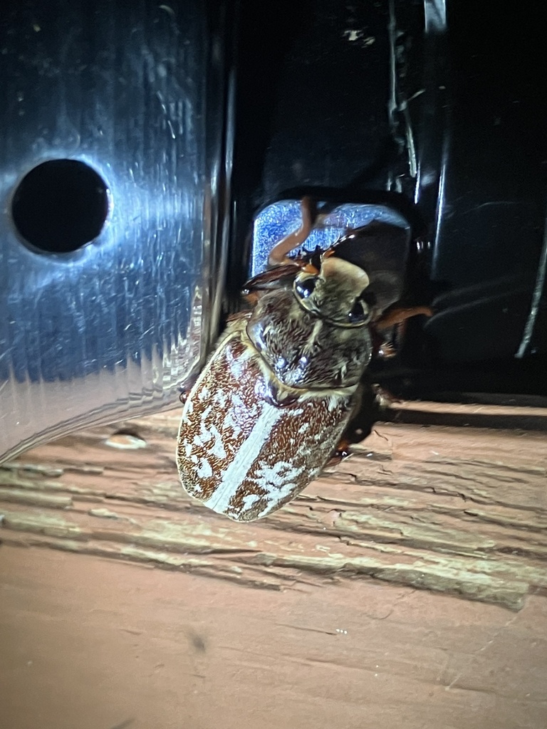 Variegated June Beetle from Pisgah National Forest, Marion, NC, US on ...