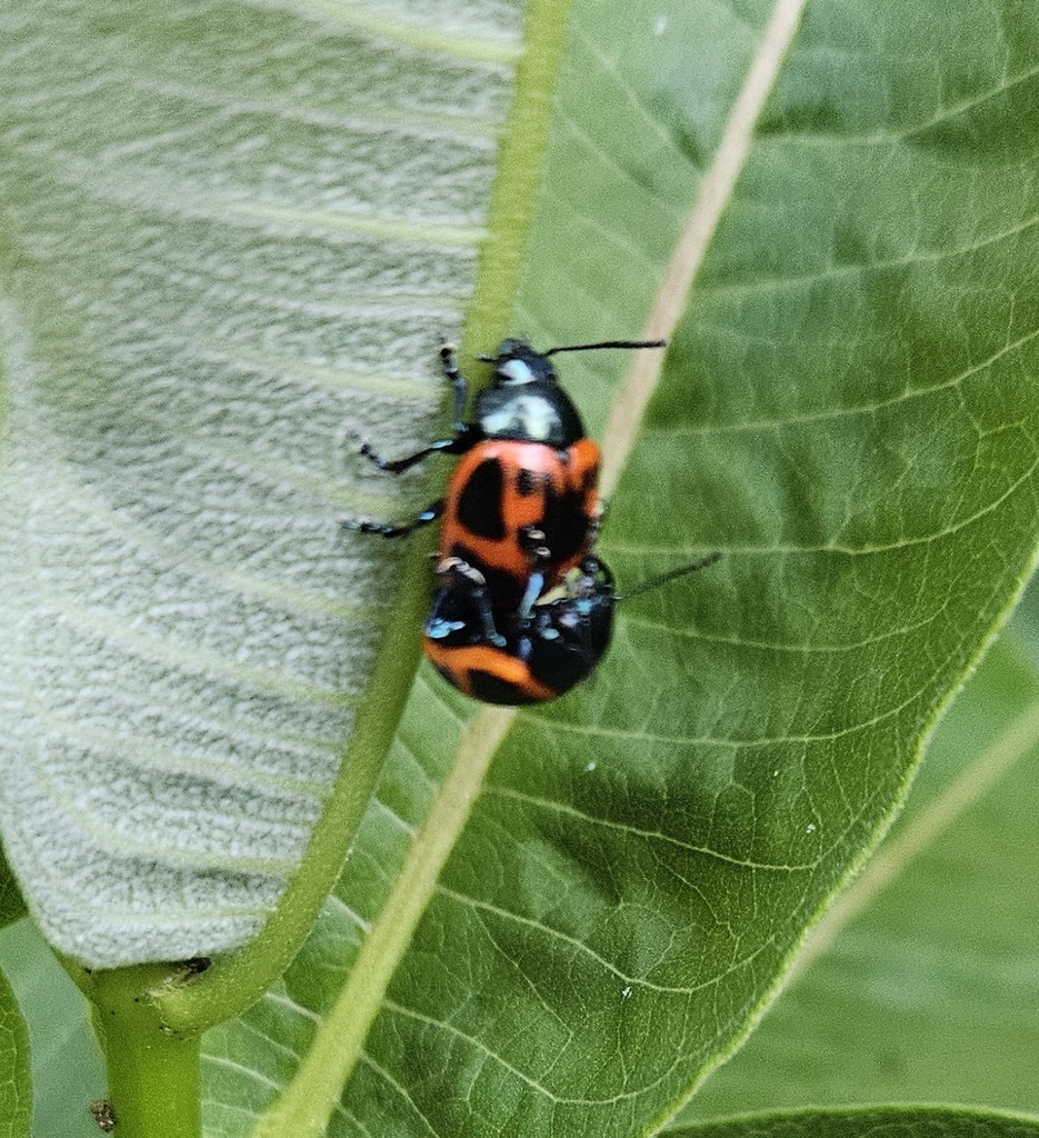 Swamp Milkweed Leaf Beetle from 21 Walnut Hill Rd derry nh on July 20 ...