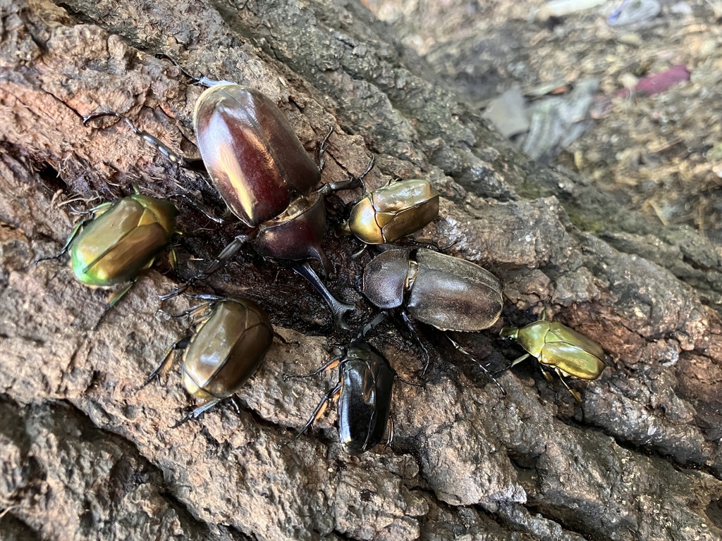 Black Drone Beetle in July 2024 by Banana Namekuji. Observation for the ...