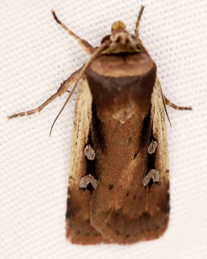 Flame-shouldered Dart from McLean, NY 13102, USA on July 20, 2024 at 12 ...