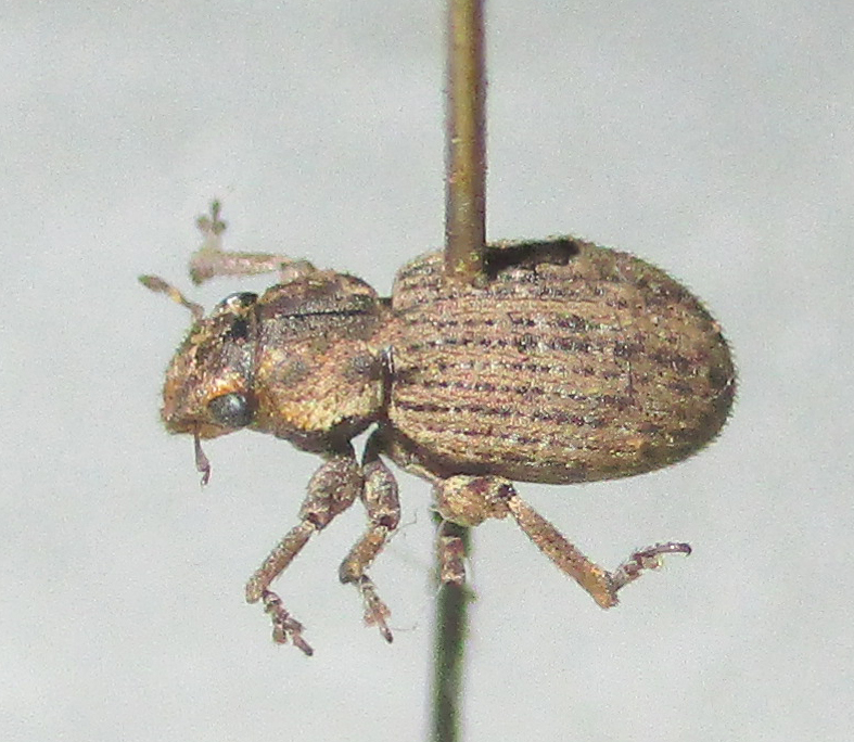 Ground Weevils from Kang Botswana on January 10, 1989 by Botswanabugs ...