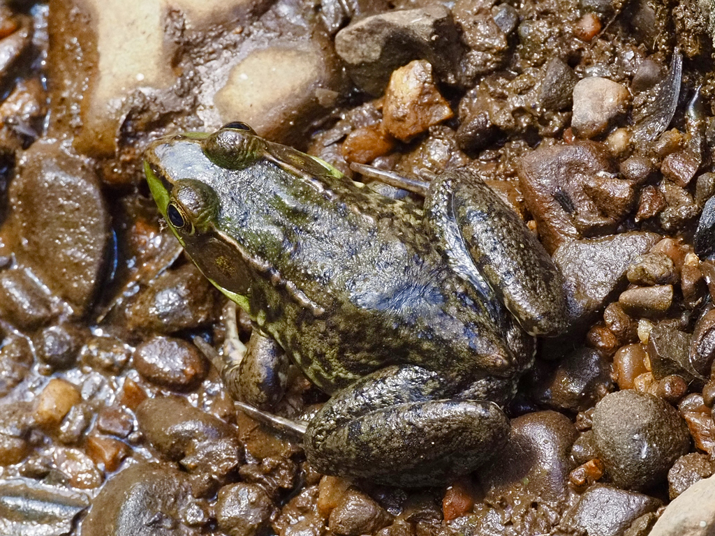 Green Frog from Millburn, NJ, USA on June 2, 2024 at 02:07 PM by Julian ...