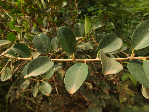 Spiny Maclura (Maclura spinosa) · iNaturalist