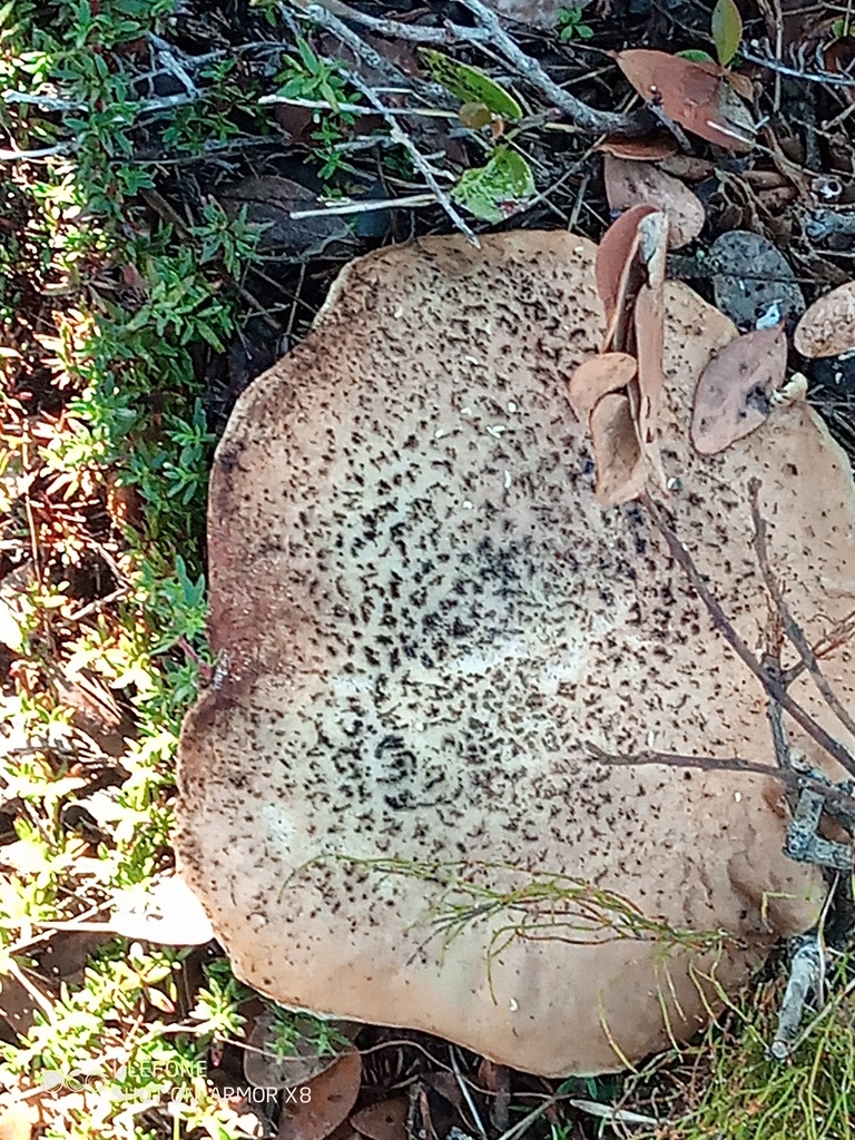 Freckled Dapperling on July 15, 2024 at 09:20 AM by saptou · iNaturalist
