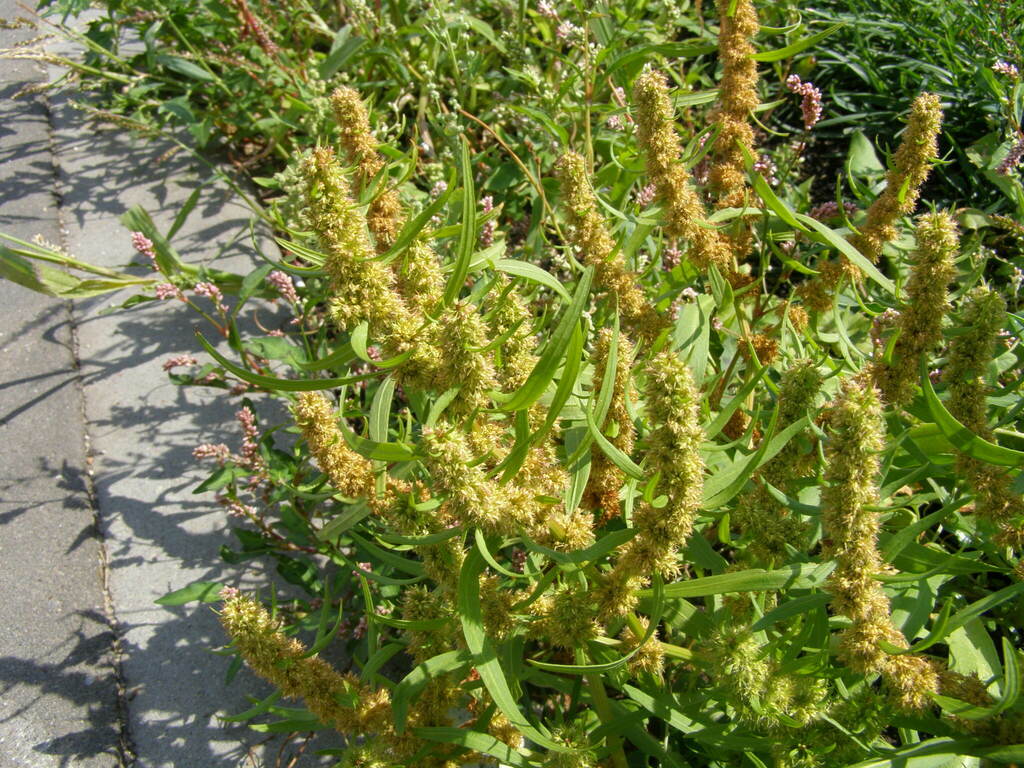 Golden Dock from Юго-Западный административный округ, Москва, Россия on ...