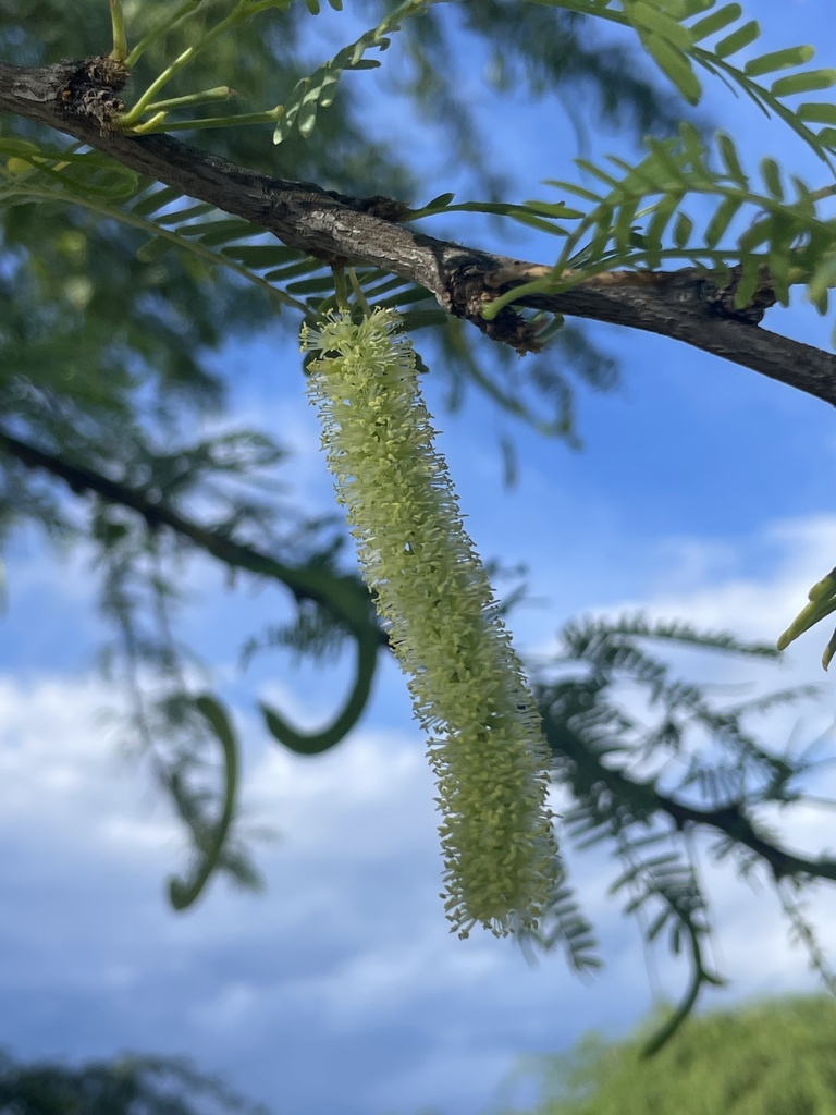 mesquite from Parque Nacional Francisco Alberto Caamano Deno, Estebanía ...
