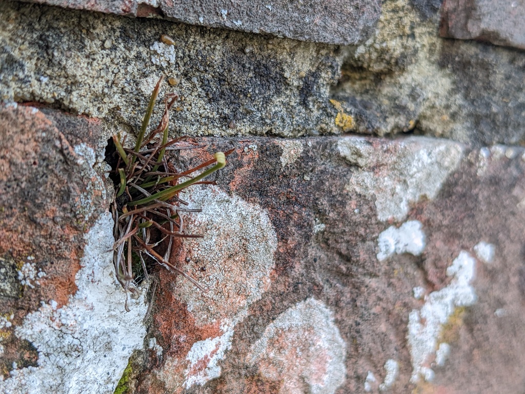 northern spleenwort from Kent, UK on 09 February, 2022 at 04:24 PM by ...