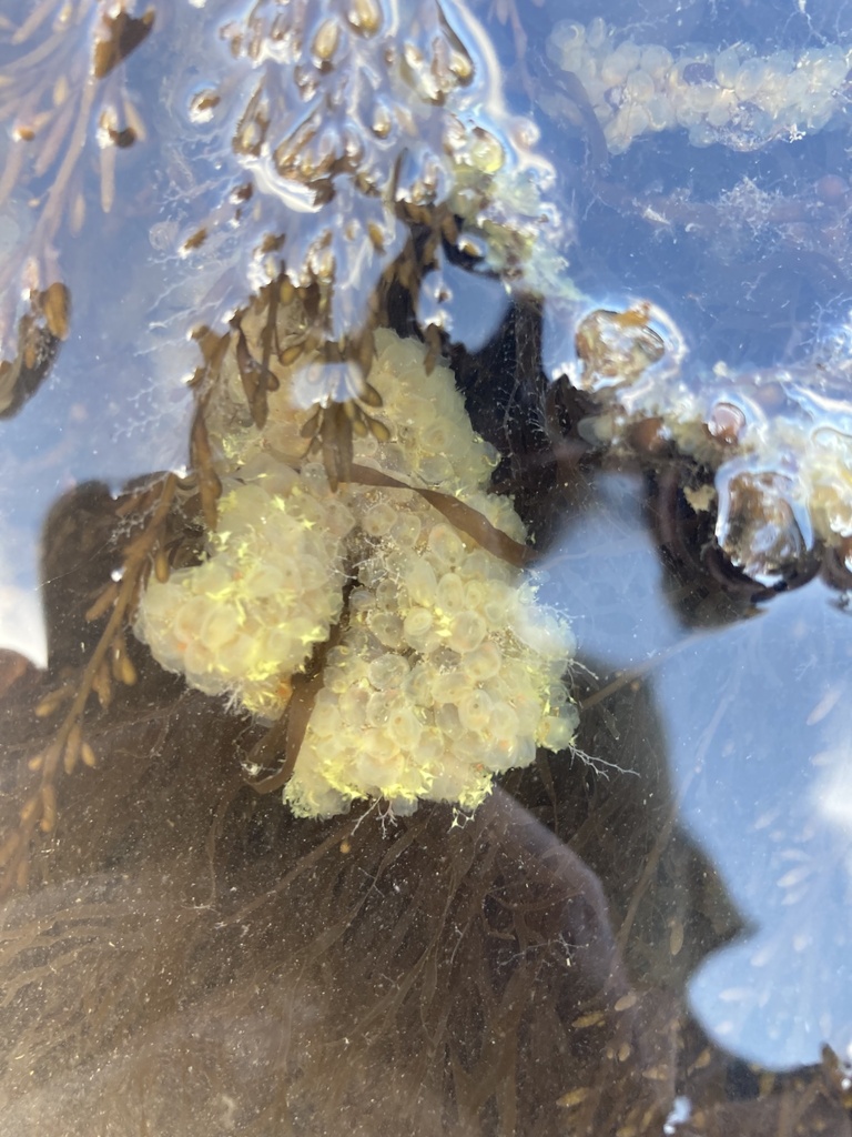 Perophora japonica from Strangford Lough, Ards and North Down, Northern ...