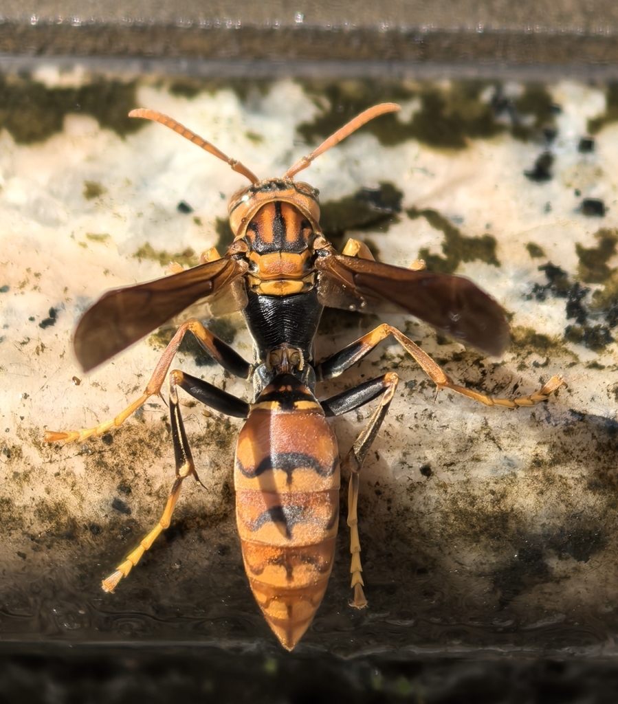Dark-waisted Paper Wasp from Guangzhou, CN-GD, CN on July 23, 2024 at ...