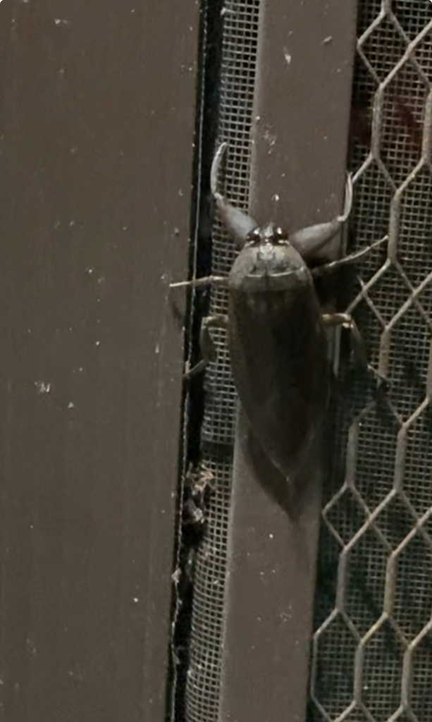 Uhler's Giant Water Bug from Long Hill Ct, Spring Hill, FL, US on July ...
