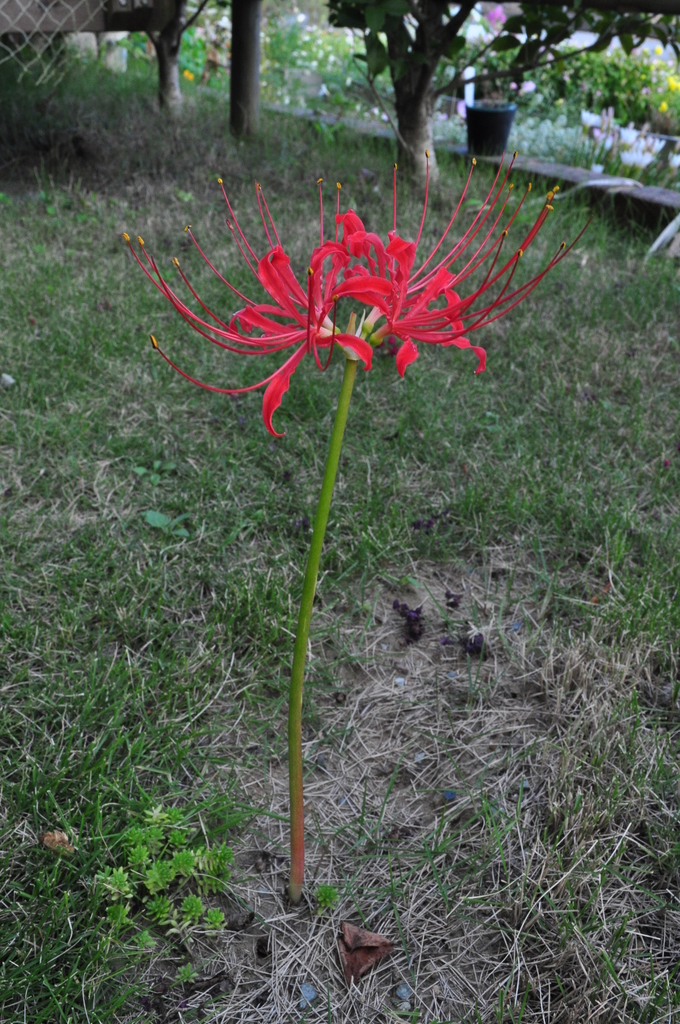 red spider lily (Plants of Dallas/Fort Worth) · iNaturalist