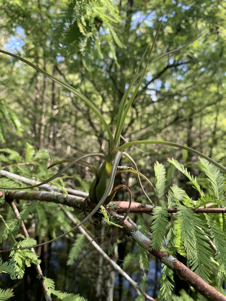 Balbis' airplant in July 2024 by Rich Ackerman · iNaturalist