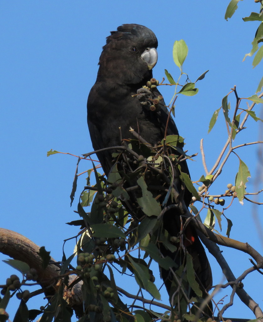 Southeastern Red-tailed Black Cockatoo in June 2016 by Victor W Fazio ...
