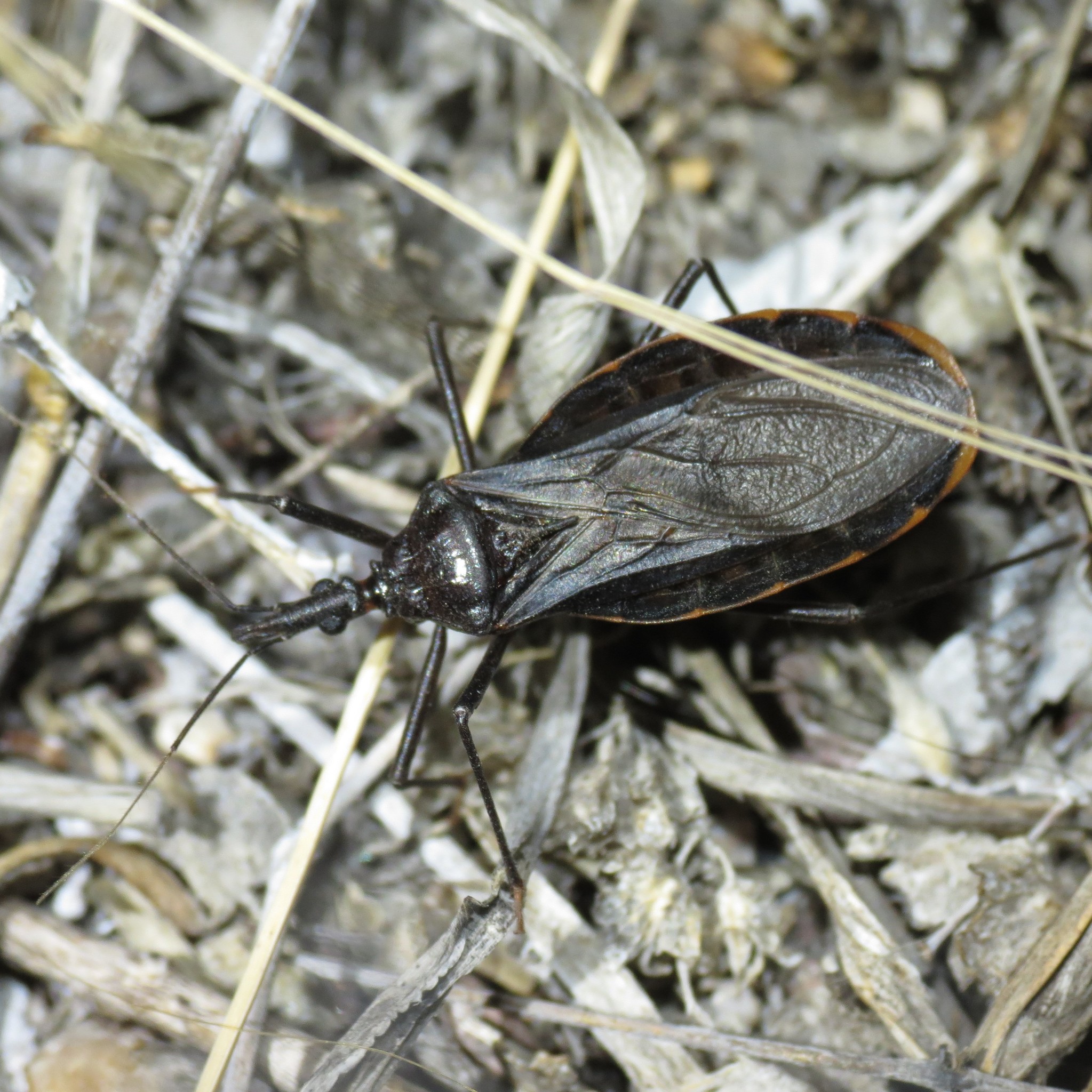 Triatoma recurva (Stål, 1868)