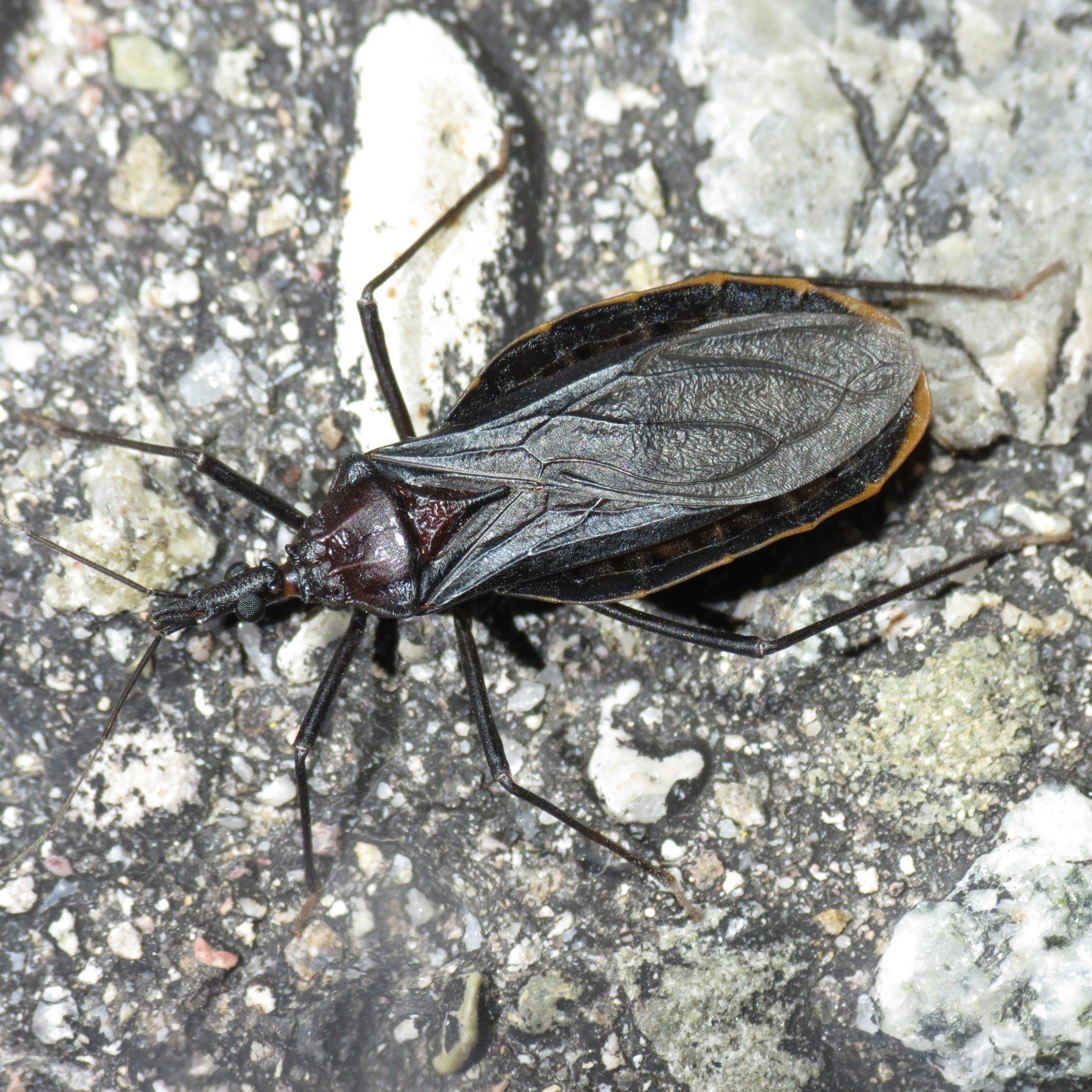 Triatoma recurva (Stål, 1868)