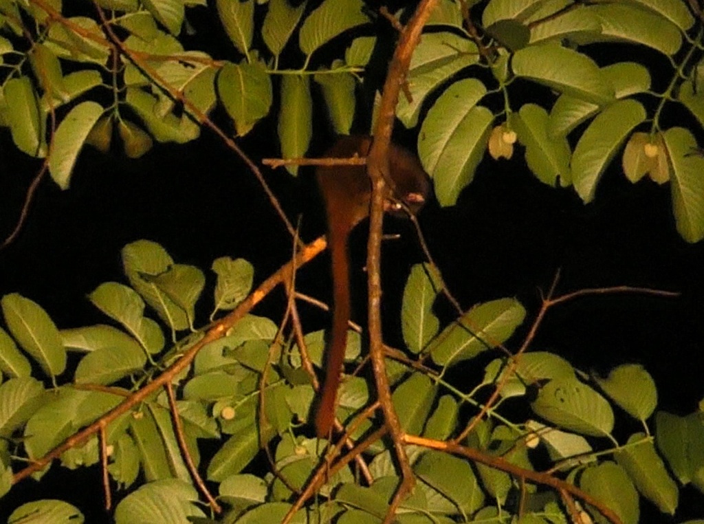 Thomas' Flying Squirrel from Deramakot Forest Reserve, Telupid, Beluran ...