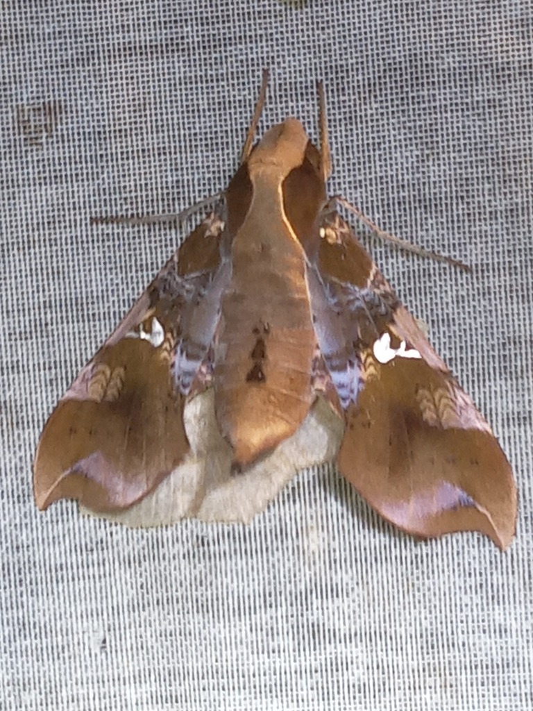 Falcifera Sphinx Moth from San Antonio de Oriente, Francisco Morazán ...