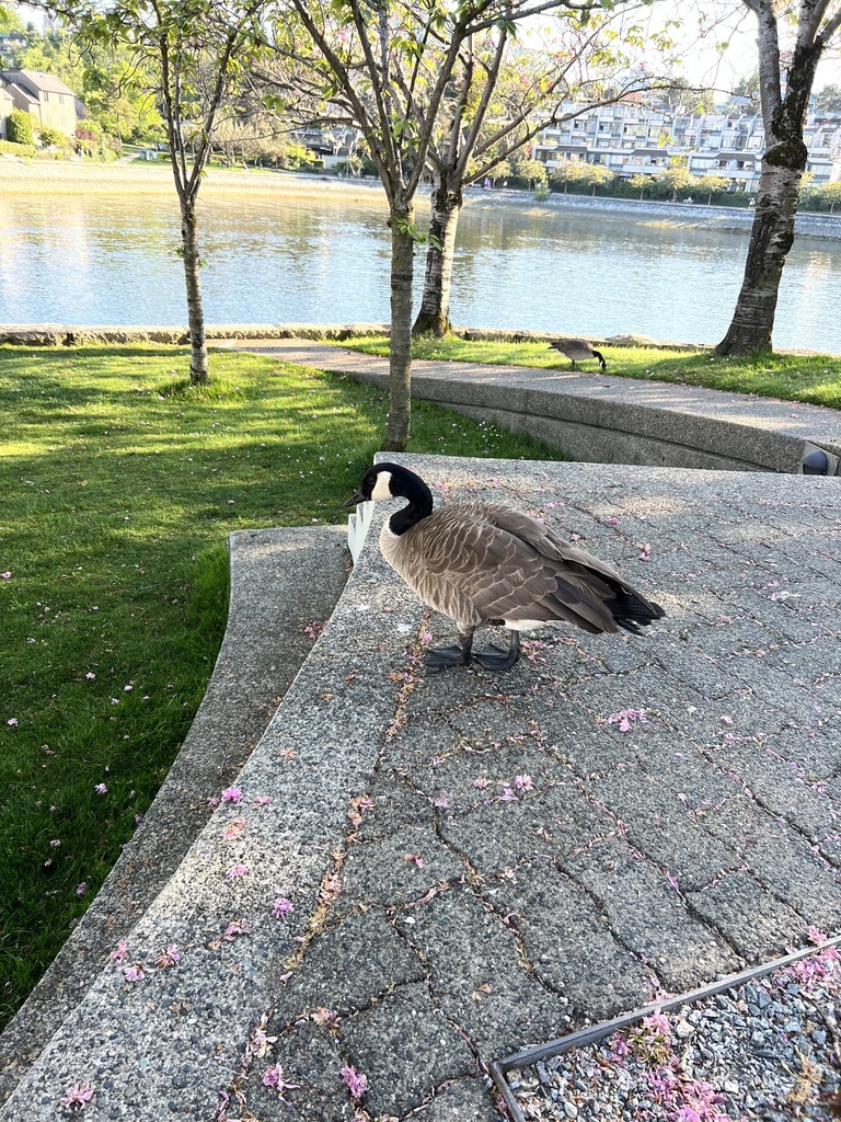 Canada Goose from Vancouver, BC, Canada on July 16, 2024 by Chloe Ng ...