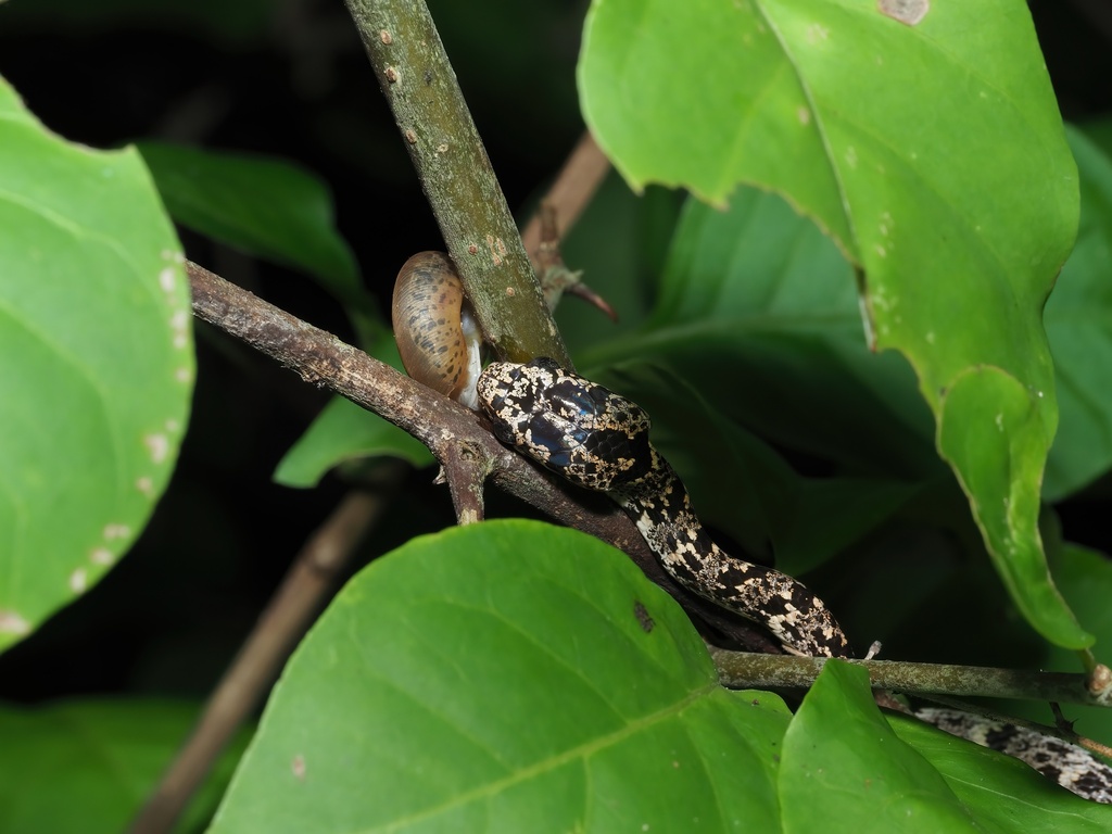 Cloudy Snail-eating Snake from La Huerta, Jal., Mexico on July 22, 2024 ...