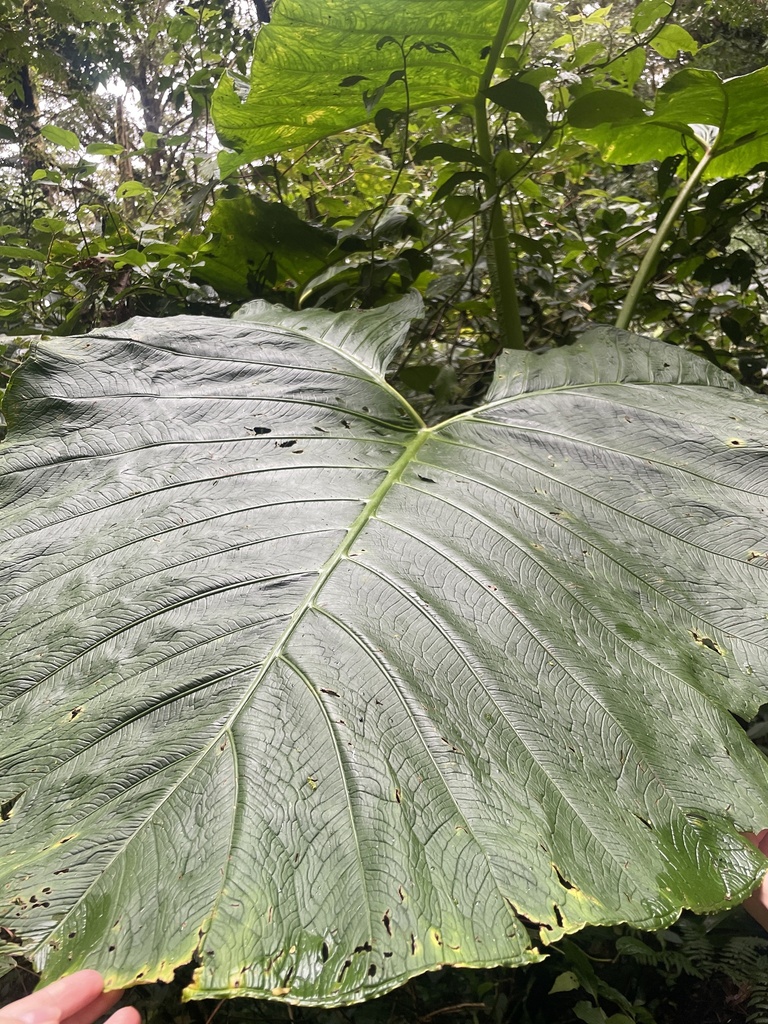 Aroideae from Puntarenas, CR-PU, CR on July 16, 2023 at 02:59 PM by ...