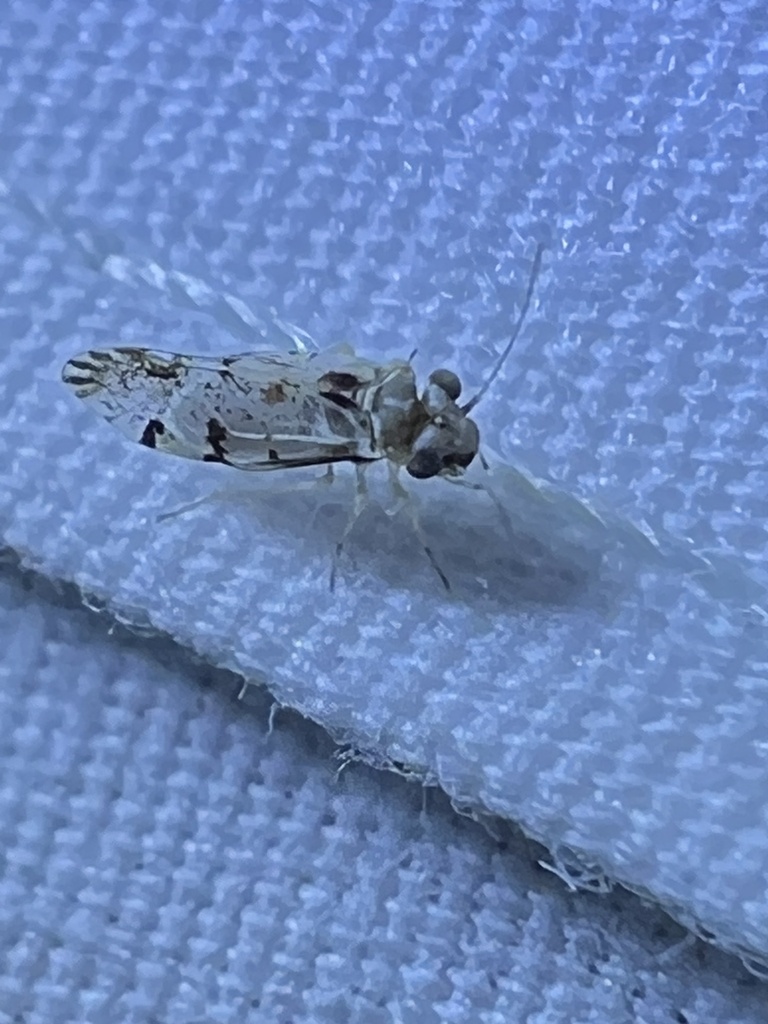 Indiopsocus lacteus from Concordia University Texas, Austin, TX, US on ...