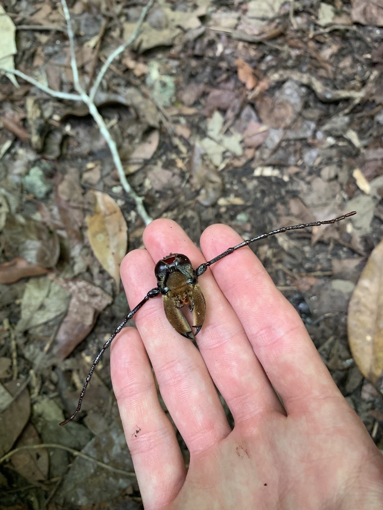 Callipogon senex from Calakmul, Camp., MX on July 13, 2024 at 08:48 AM ...