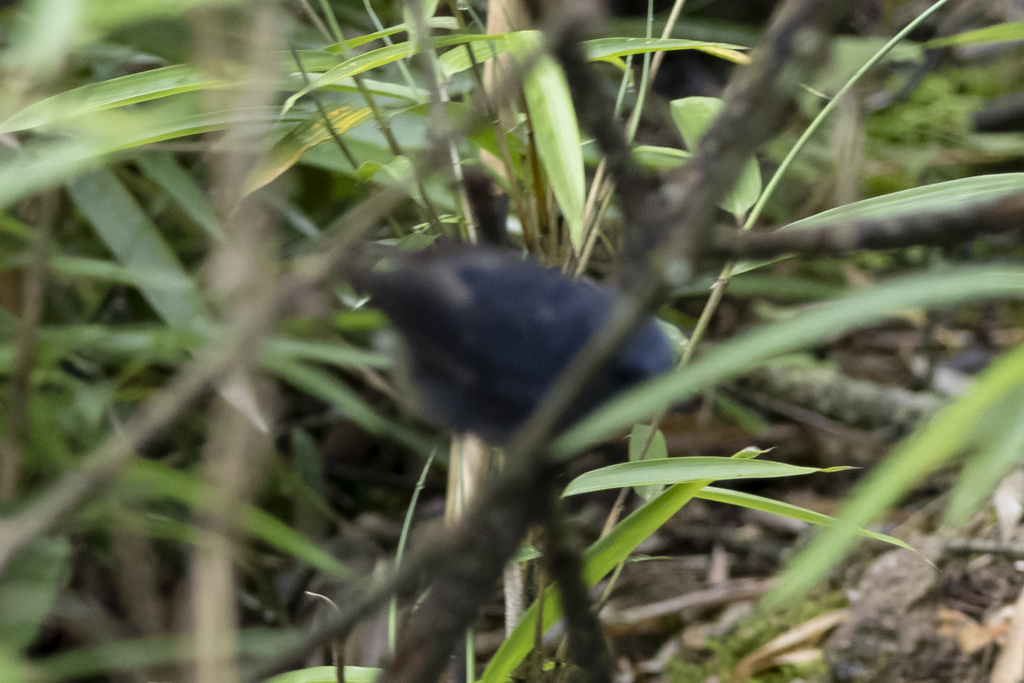 Himalayan Shortwing from 瓦屋山风景区, 眉山市, 四川省, CN on July 22, 2024 at 11:08 ...