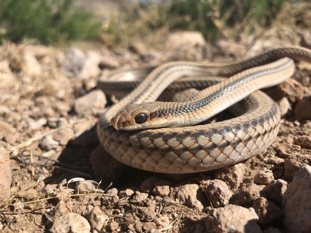 Big Bend Patchnose Snake from Janos, Janos, CHIH, MX on June 5, 2019 at ...