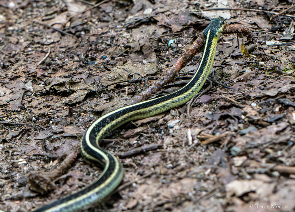 Common Garter Snake from Polk County, WI, USA on July 07, 2024 at 01:15 ...
