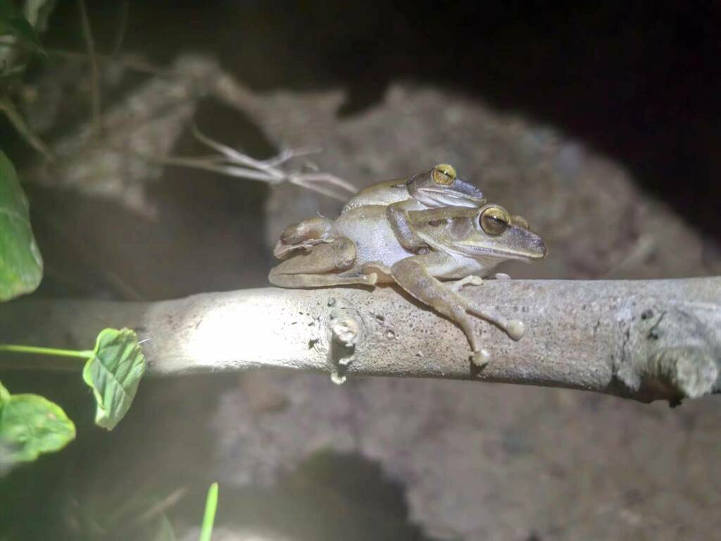 Taiwan Whipping Frog from 中国浙江省舟山市普陀区 on July 23, 2024 at 09:45 PM by ...
