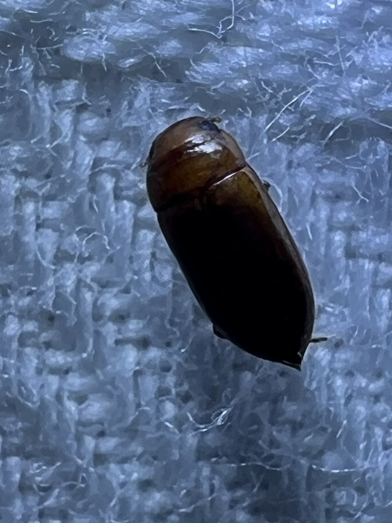 Celina from Concordia University Texas, Austin, TX, US on July 22, 2024 ...