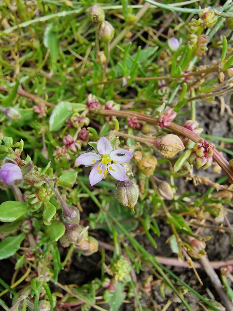 Greater Sea-spurry from RSPB Pagham Harbour Visitor Centre to North ...