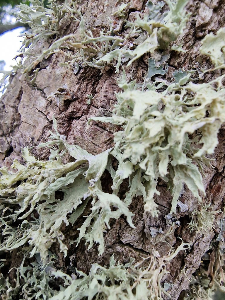 Inelegant Strap Lichen from RSPB Pagham Harbour Visitor Centre to North ...