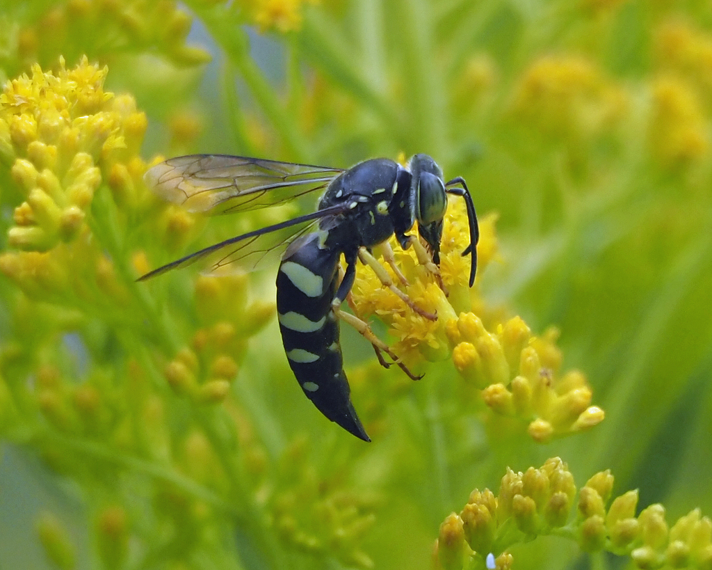 Four-banded Stink Bug Wasp from Salem, NH 03079, USA on July 23, 2024 ...