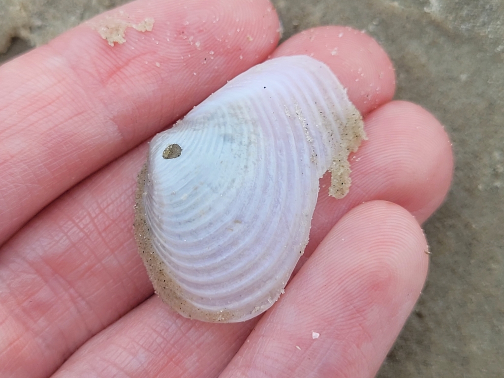Channeled Duck Clam from Kleberg County, TX, USA on July 21, 2024 at 03 ...