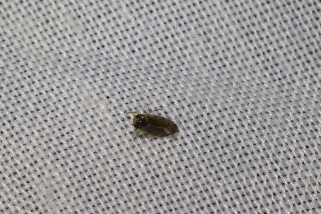 Micronecta in July 2024 by slcl · iNaturalist