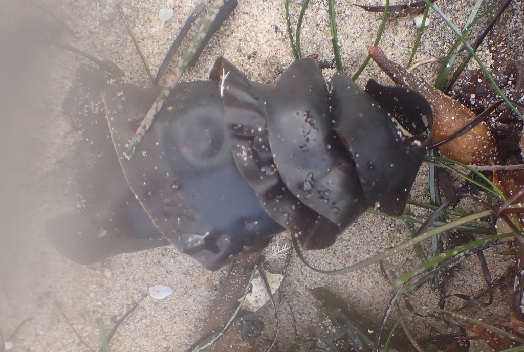 Horn Shark from Little Corona del Mar Beach, Corona Del Mar, CA 92625 ...