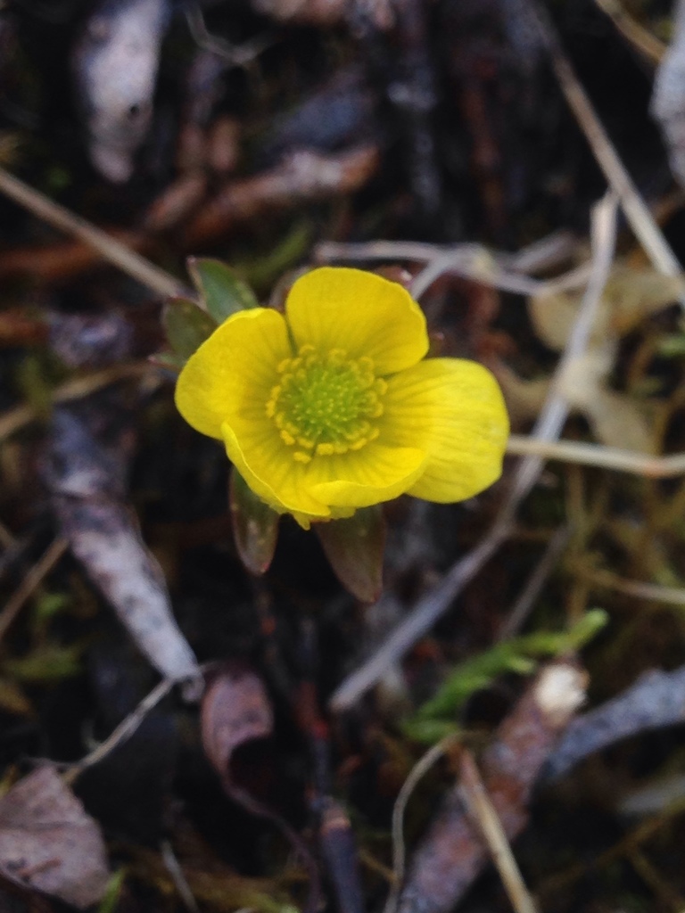 Snowy Buttercup from Nationalpark Abisko, Abisko, Norrbotten, SE on ...