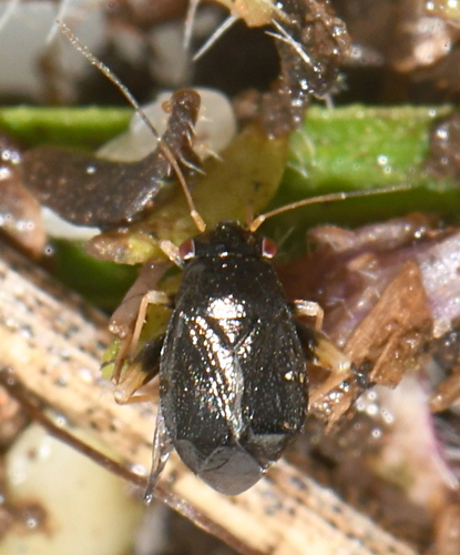 Halticus major · NaturaLista Colombia