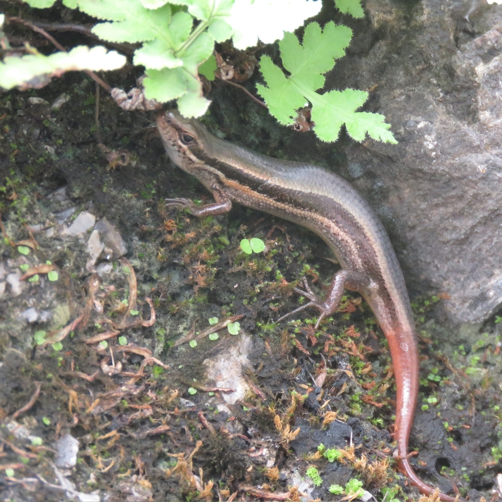 Himalaya Ground Skink from F442+5WJ, Landour, Mussoorie, Uttarakhand ...