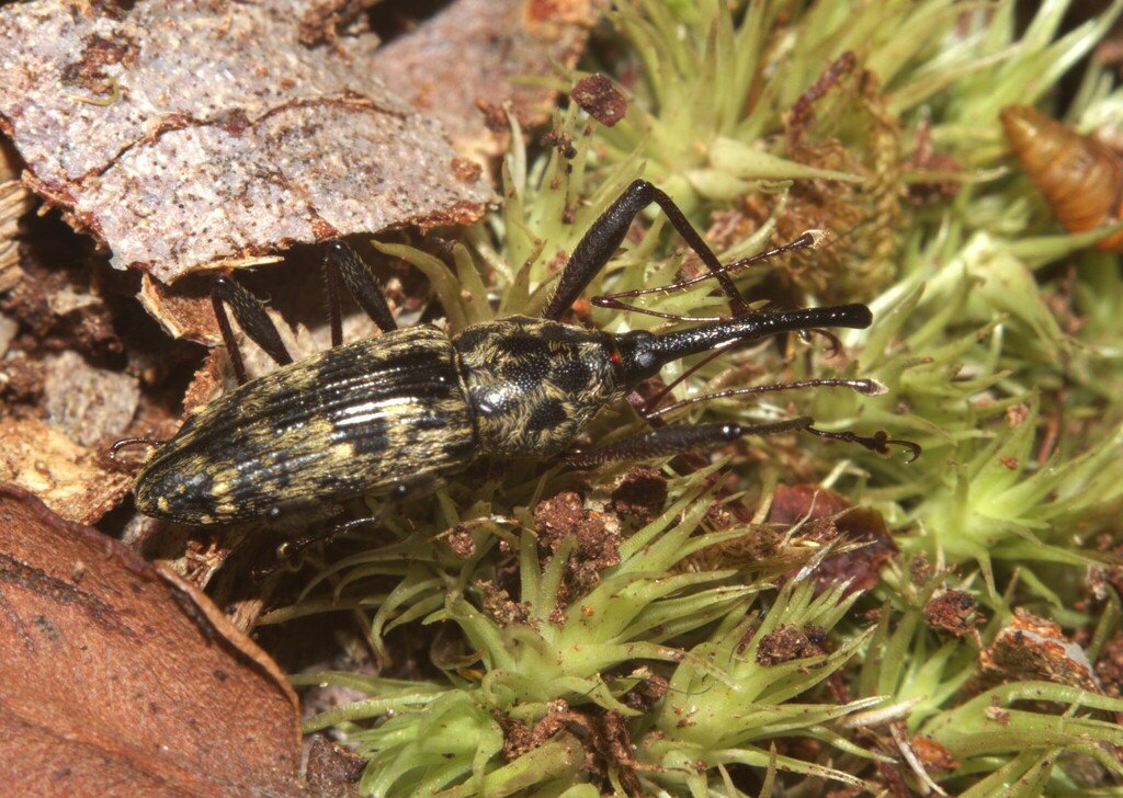 Kauai Nesotocus Weevil in July 2024 by JJ Jackson · iNaturalist