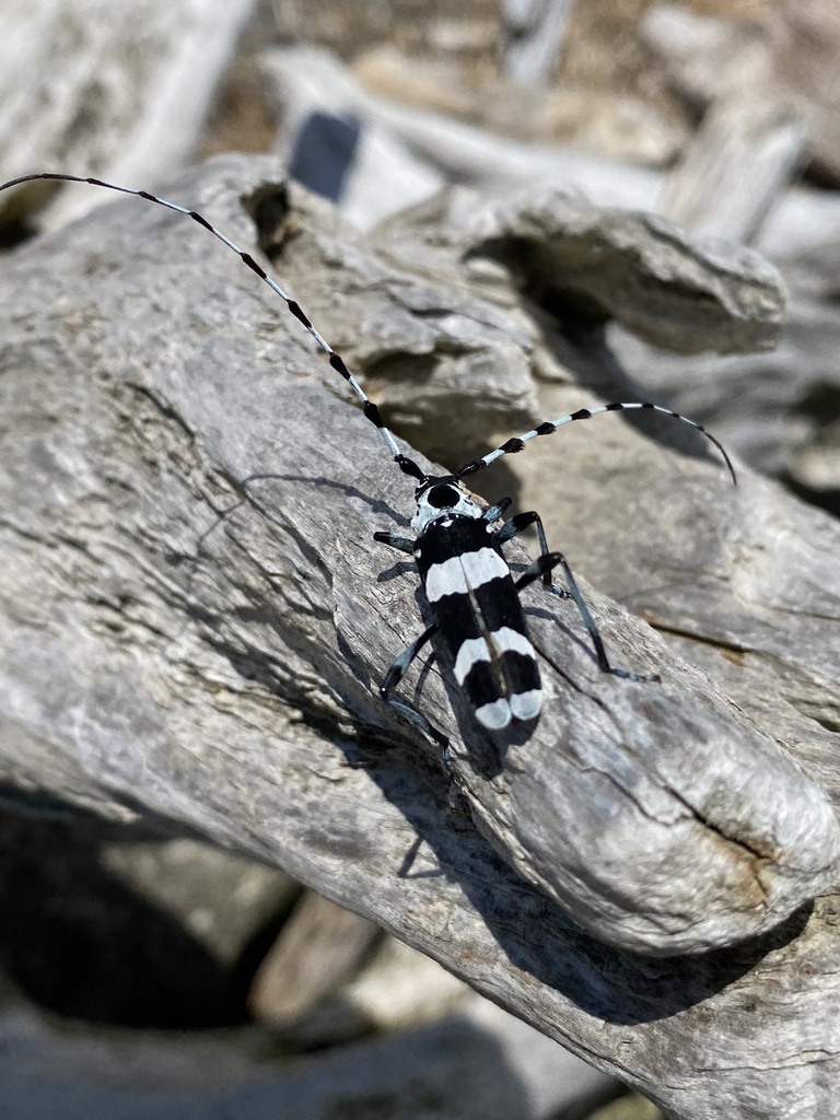 Banded Alder Borer from Skagit County, WA, USA on July 8, 2024 at 01:15 ...