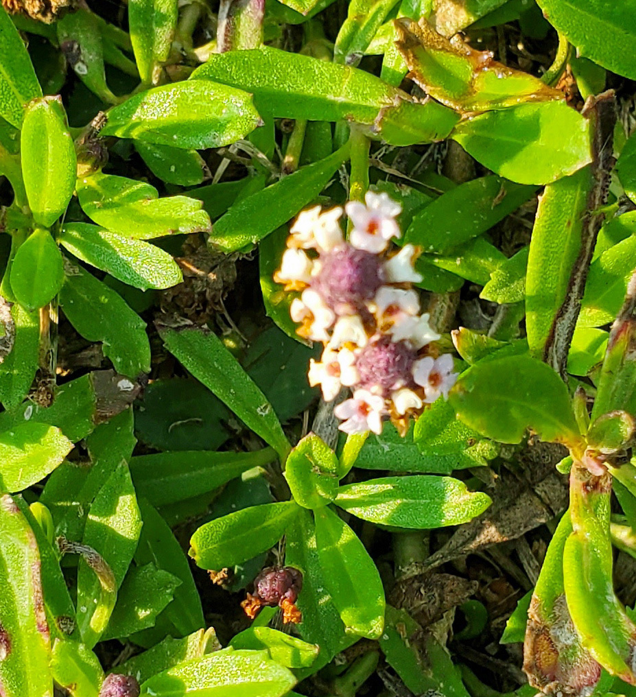 turkey tangle frogfruit from Cleveland, OK 74020, USA on July 23, 2024 ...