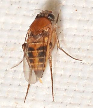 Scaled Hump-backed Fly from 432 Ridge Road, Hamden, CT, USA on July 22 ...