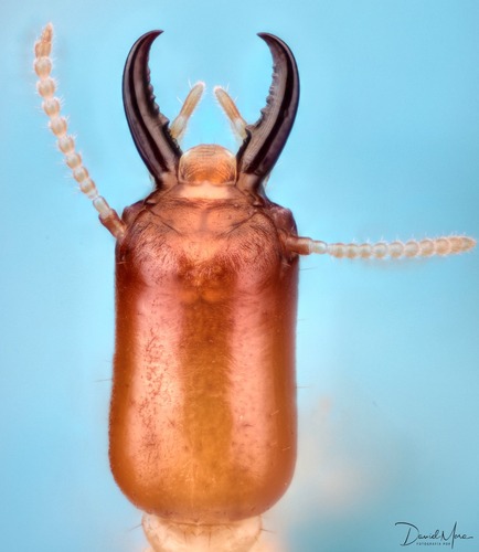 Microcerotermes subtilis · iNaturalist